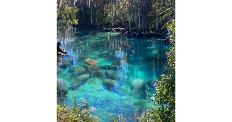 Where to See Manatees in Florida: Best Spots for Viewing These Gentle ...