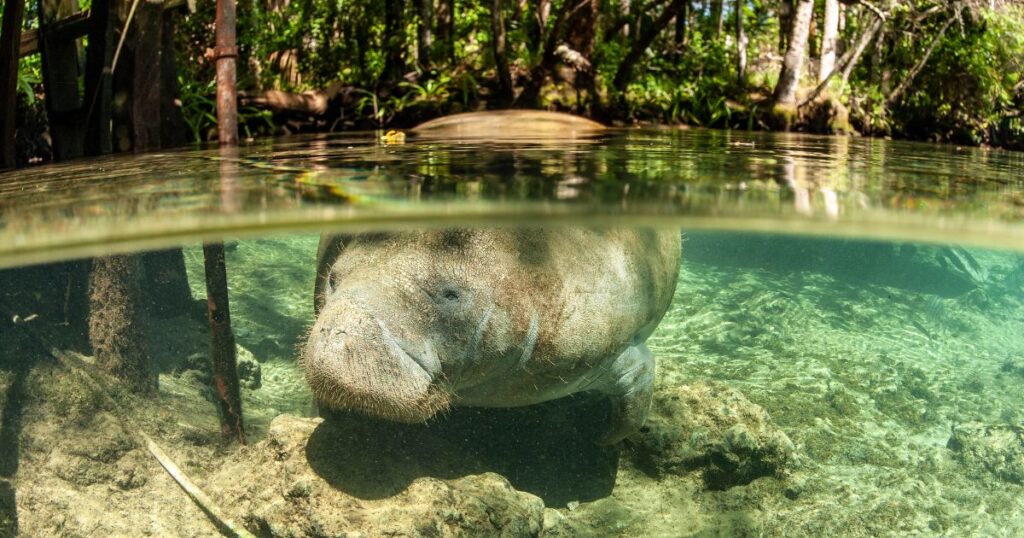 Where to See Manatees in Florida: Best Spots for Viewing These Gentle ...